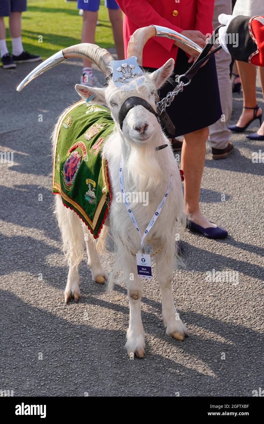 Royal welsh goat hi-res stock photography and images - Alamy