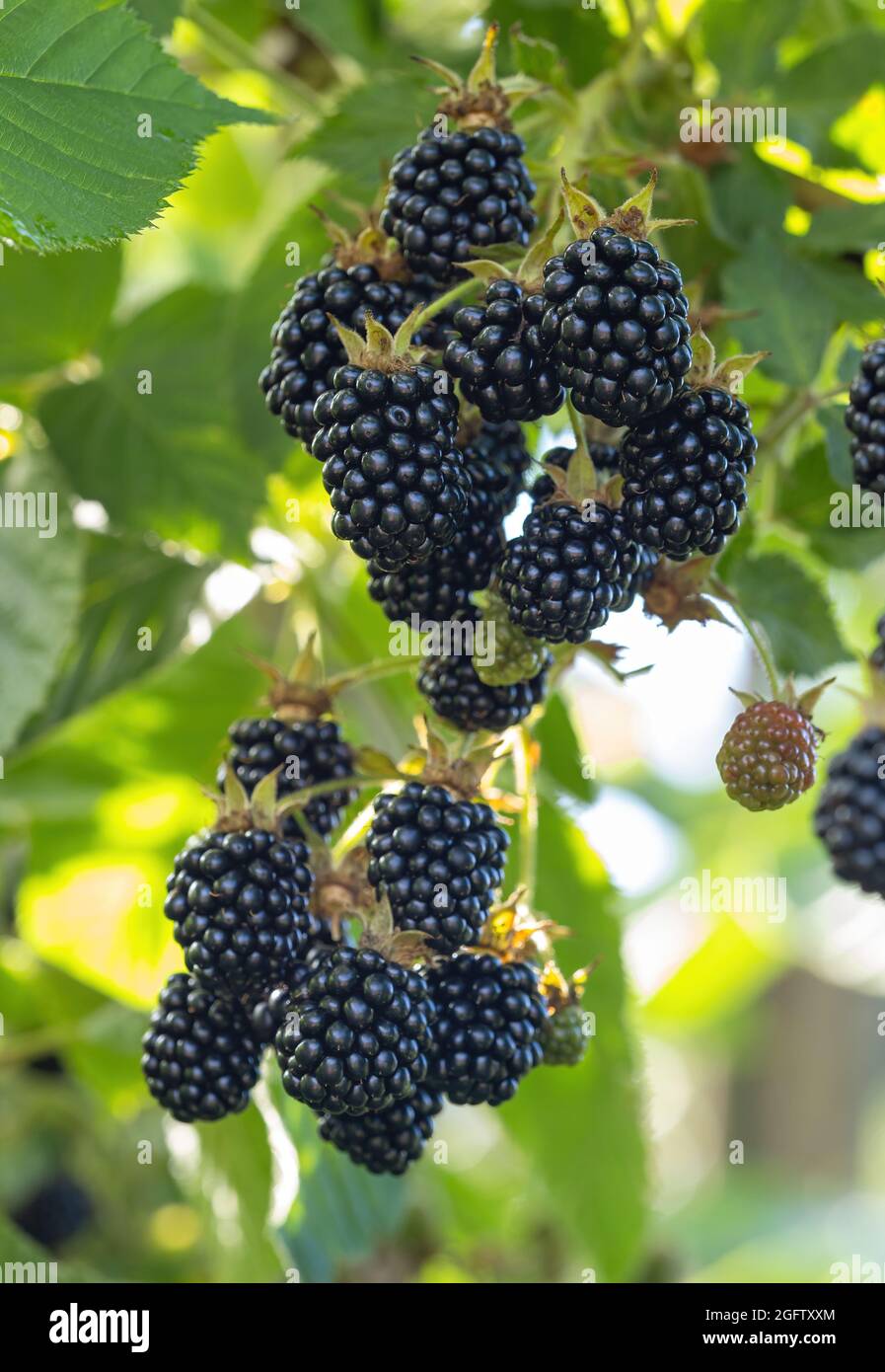 Blackberry plant hi-res stock photography and images - Alamy