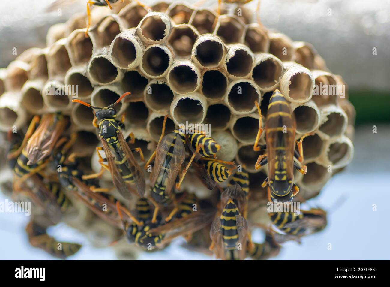 European wasp (Vespula germanica) building a nest to start a new colony ...