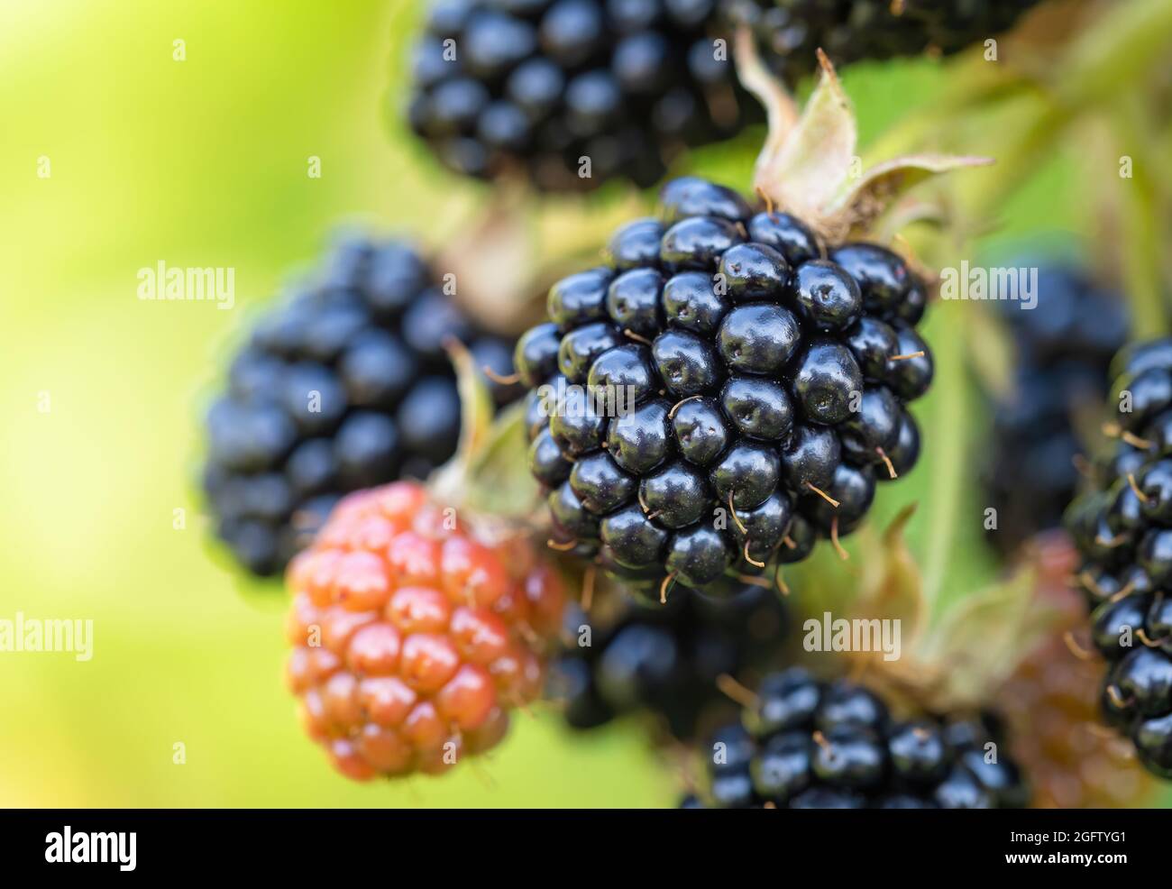 Natural fresh blackberries in a garden. Bunch of ripe and unripe ...