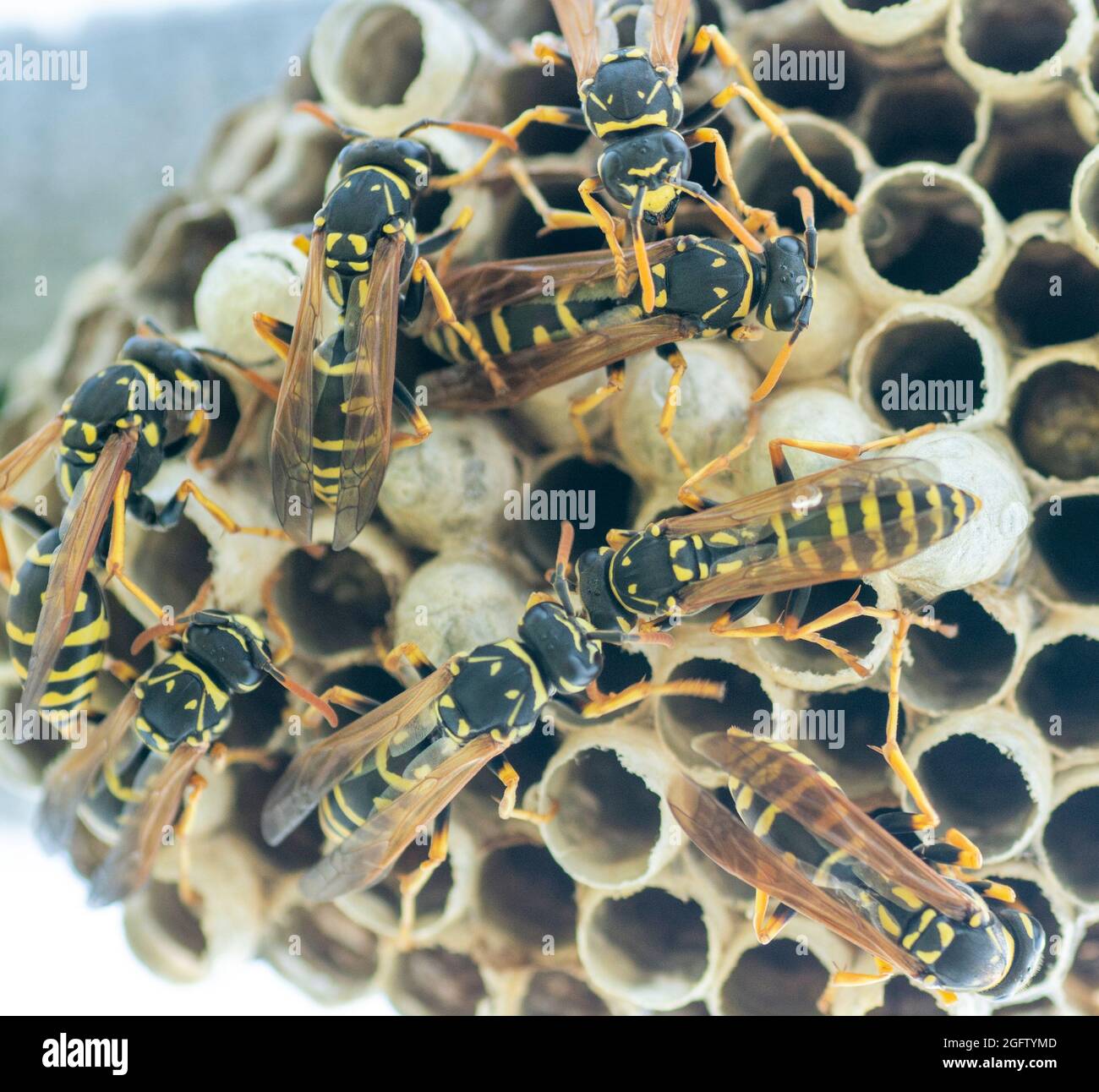 European wasp (Vespula germanica) building a nest to start a new colony ...