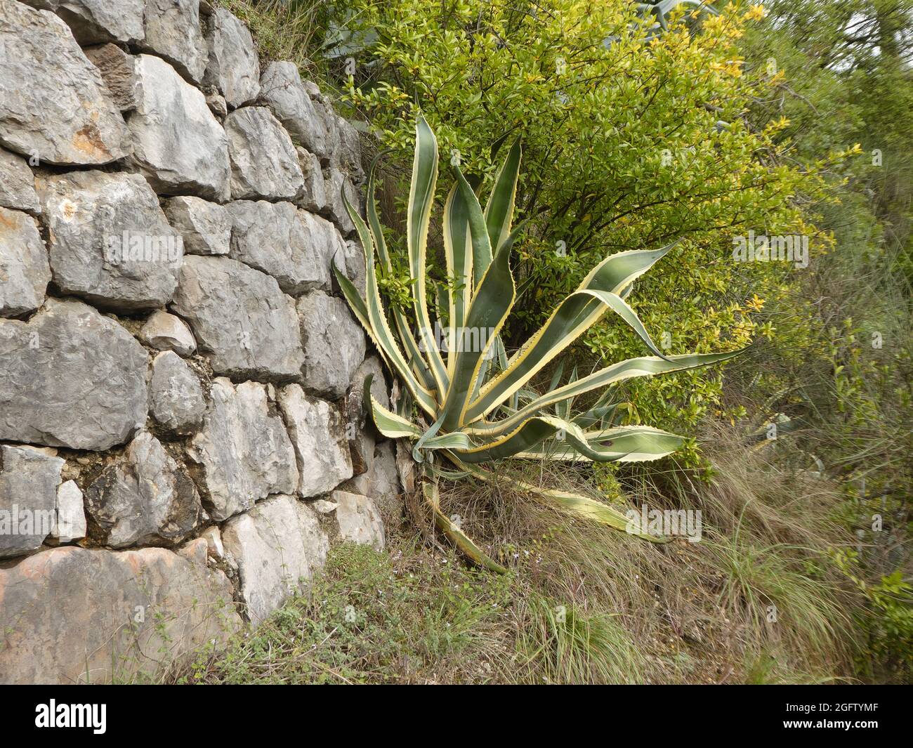 Agave vegetation hi-res stock photography and images - Alamy