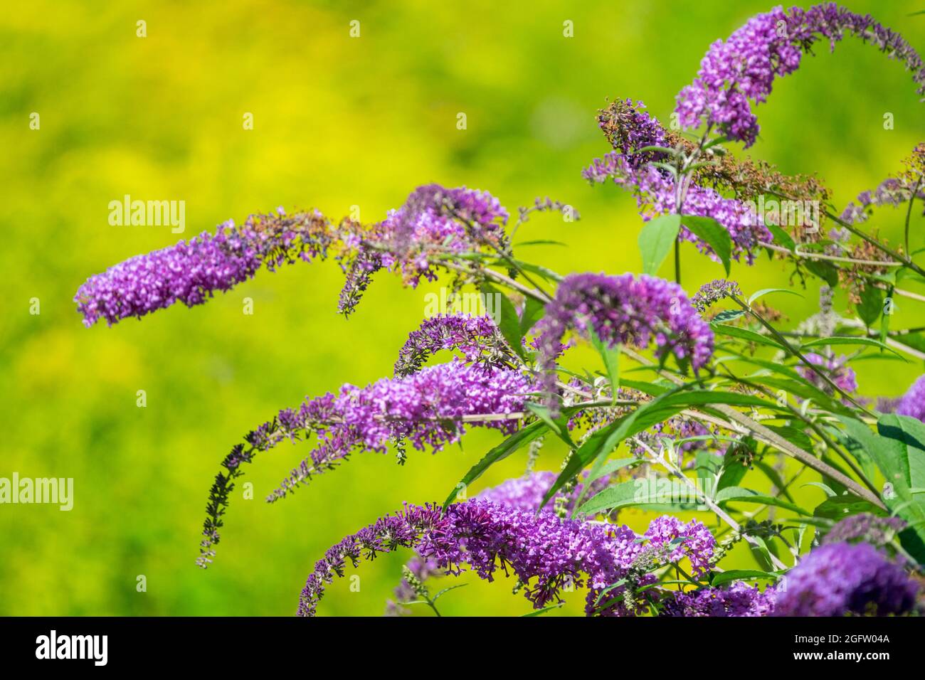 Buddleia bush garden Buddleia davidii Pink Buddleia Stock Photo - Alamy