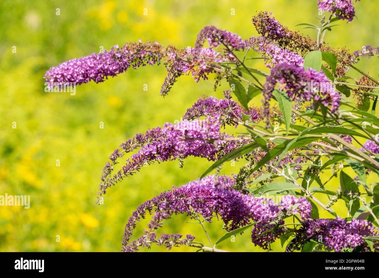 Buddleja bush garden Buddleja davidii Summer lilac Butterfly bush Stock ...