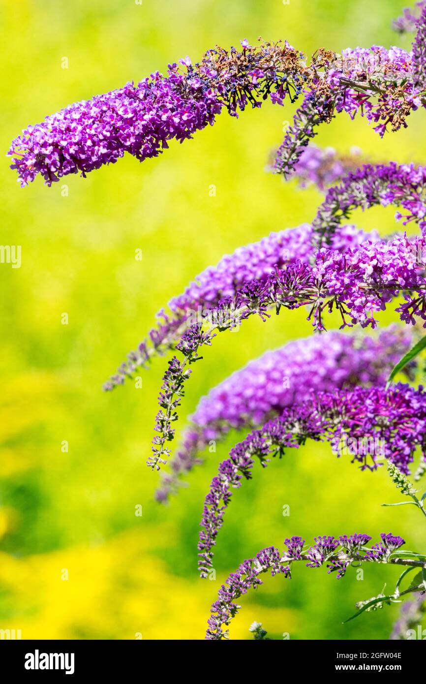 Buddleja garden Buddleja davidii Purple Panicles Stock Photo - Alamy