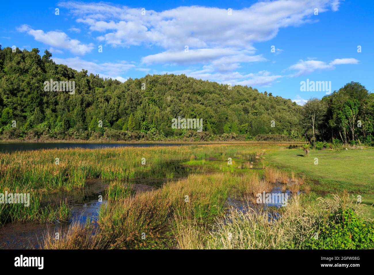 Water plants growing in the shallows of Lake Rotoma in the Rotorua area ...