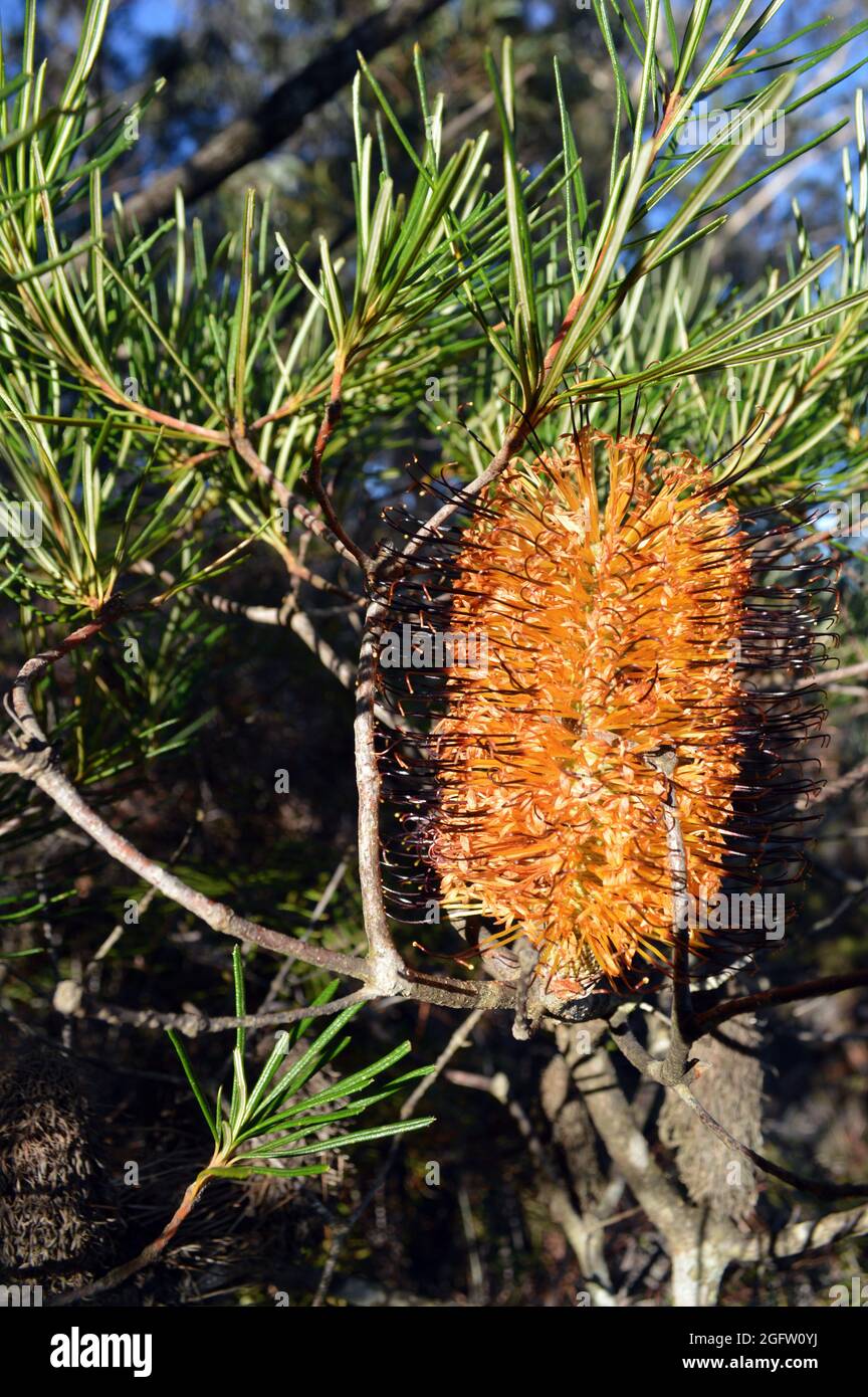 Vertical shot of banksia spinulosa - a banksia bush at Wentworth Falls ...