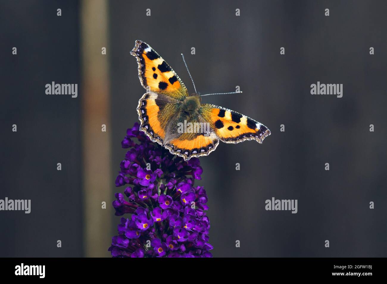 Orange Tortoiseshell Butterfly on purple buddleia flower Stock Photo ...