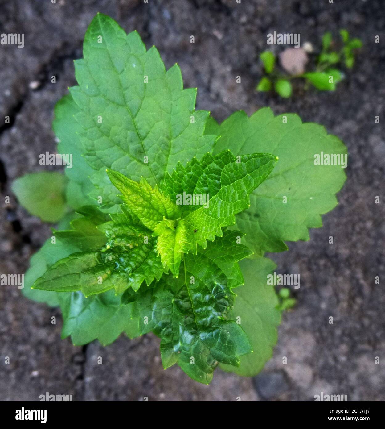 Agastache foeniculum, Agastache anethiodora, anise hyssop, blue giant ...