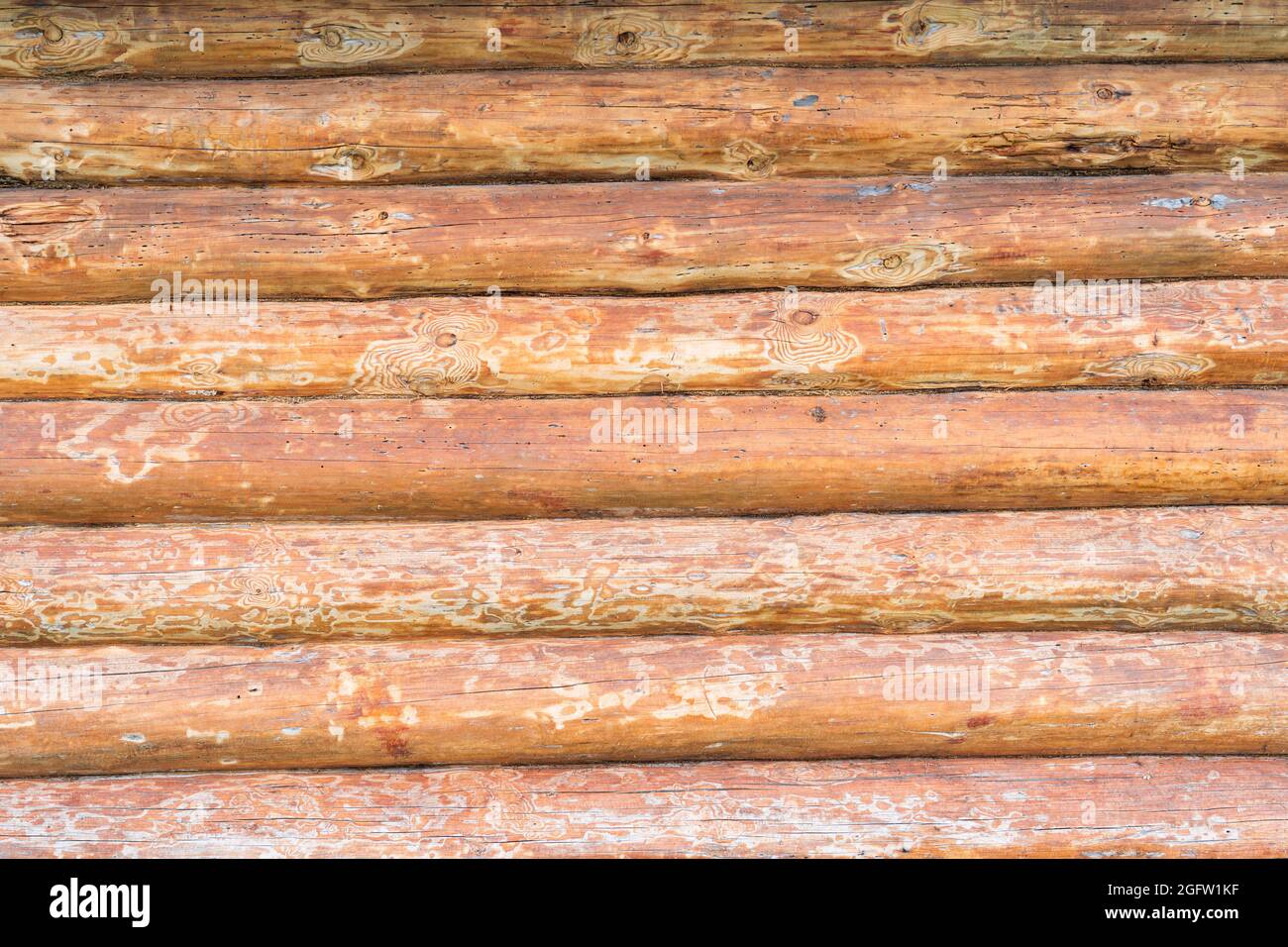 House wall in the village. Russian masonry of logs in the southern ...