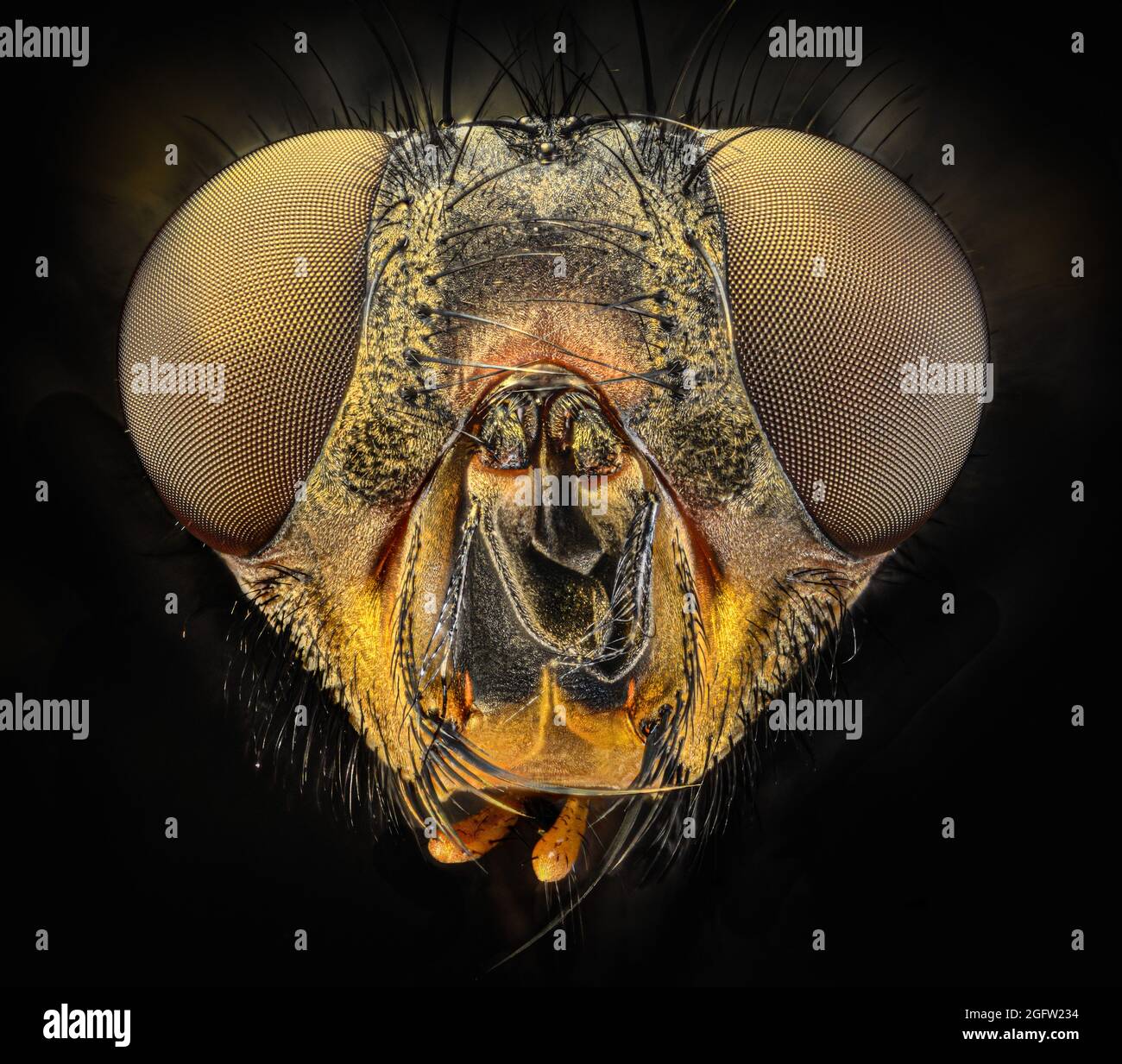 Bug head details Stock Photo - Alamy