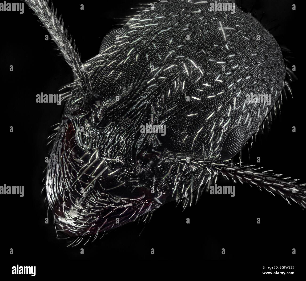 Bug head details Stock Photo - Alamy