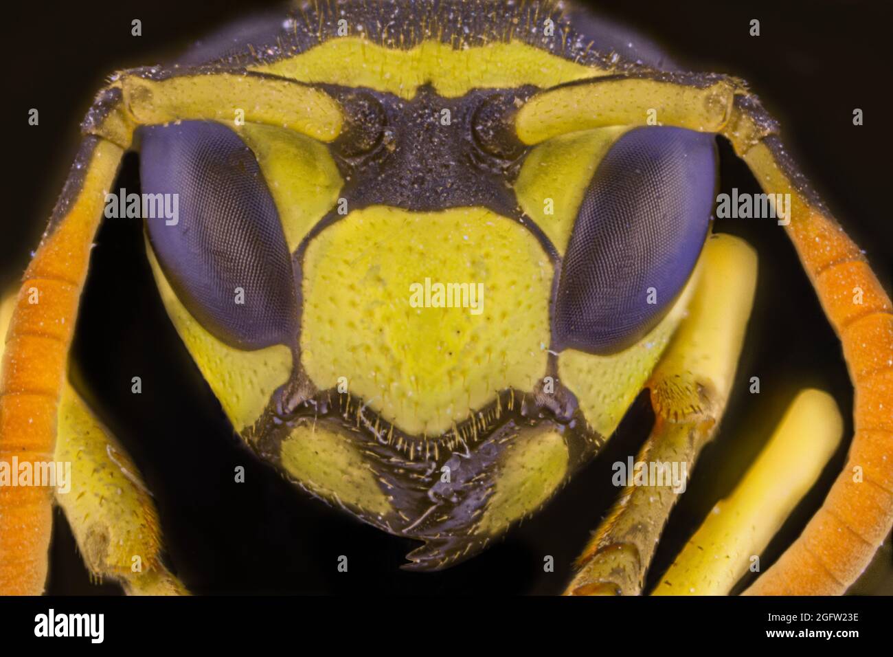 Bug head details Stock Photo - Alamy
