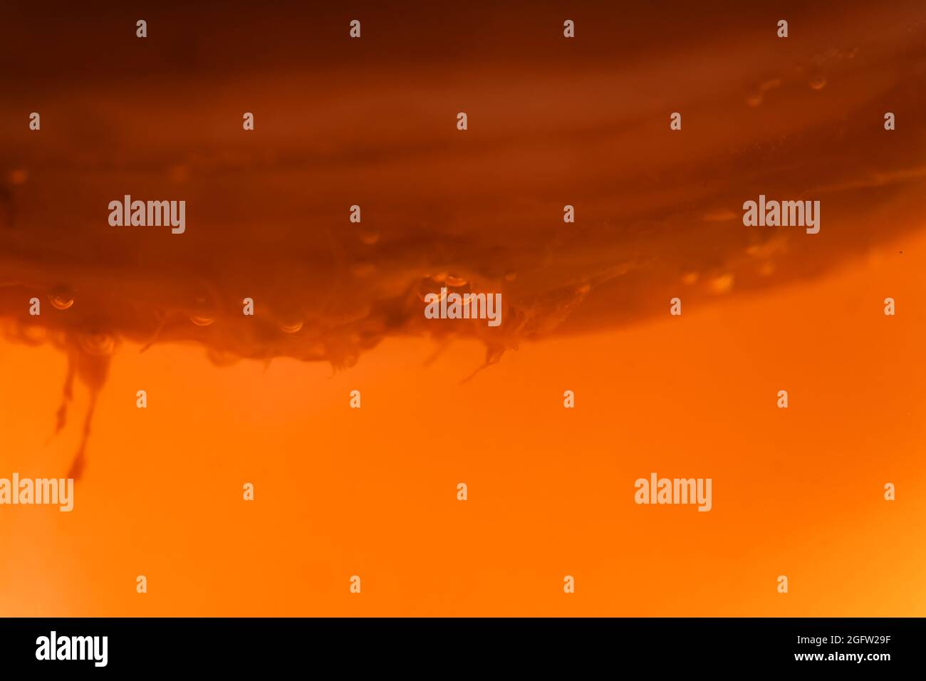 Kombucha mushroom for homemade natural organic fermented beverage ...