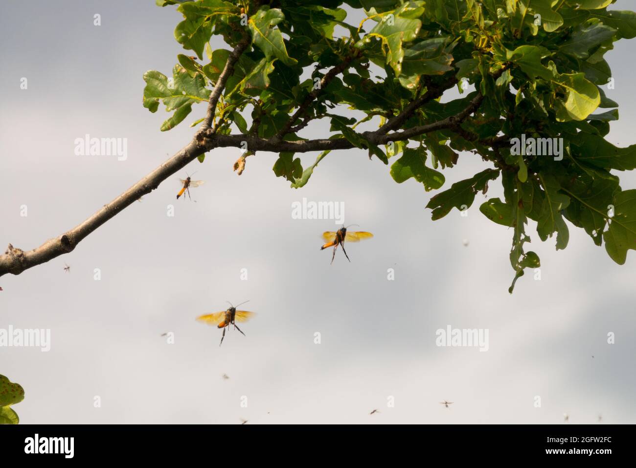 Sirex woodwasp, Sirex noctilio adult male flying, swarming insects ...