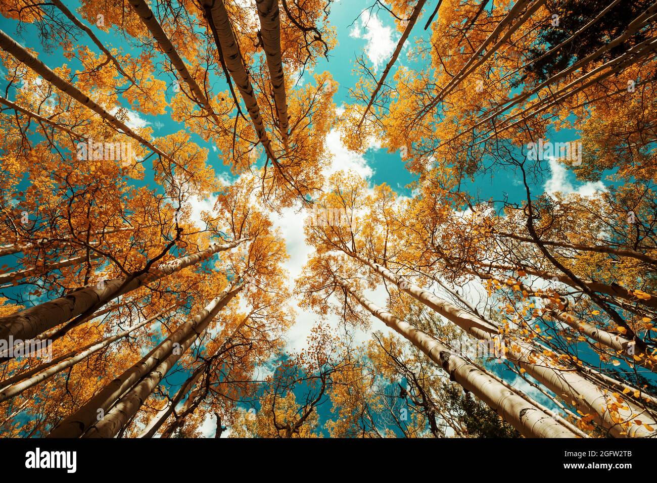 Colorful sunny forest scene in Autumn season with yellow trees in clear ...