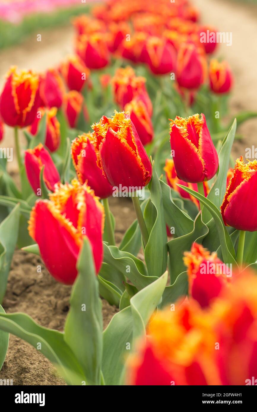Unique fringed red and yellow Fabio tulips. Field of blooming tulips ...