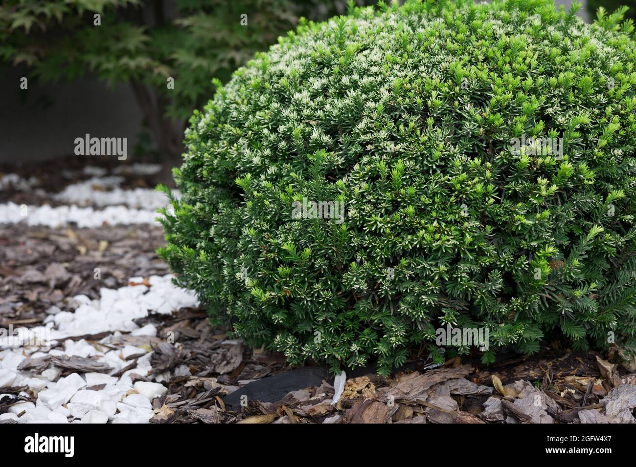 Decorative trees hi-res stock photography and images - Alamy