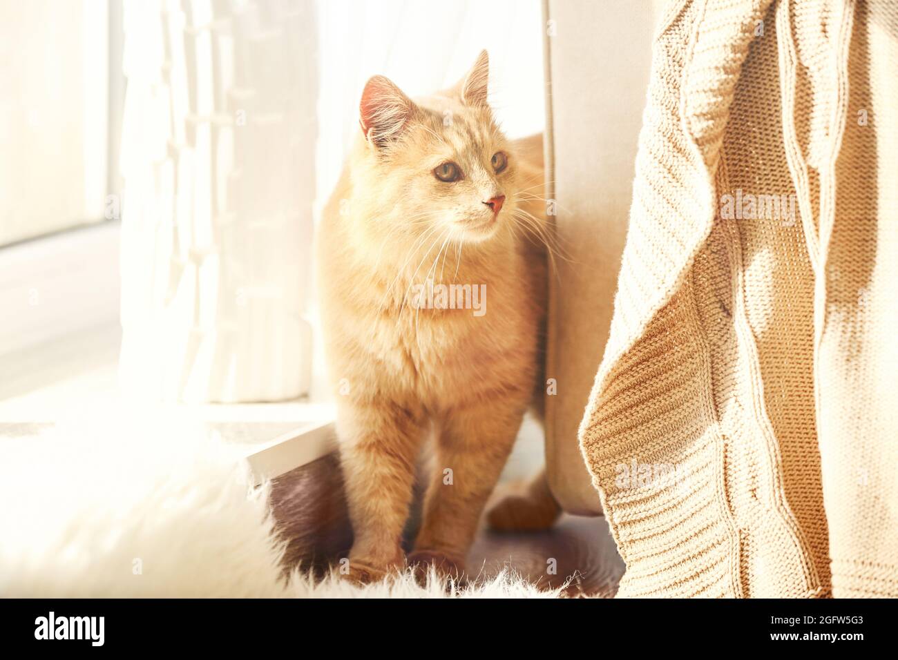 Cute curious cat near window sill at home Stock Photo - Alamy