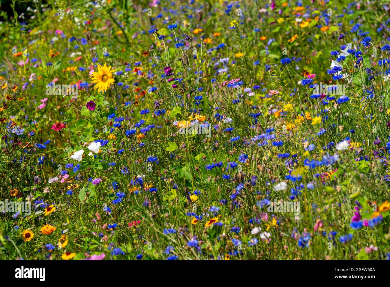 Wildblumenwiese, viele verschiedene Blumen und Pflanzen, wichtiges ...