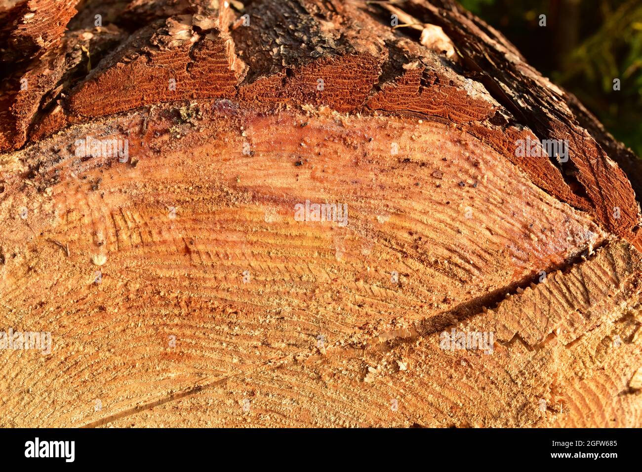 Wooden structure. Cross sectional cut end of log showing the pattern ...
