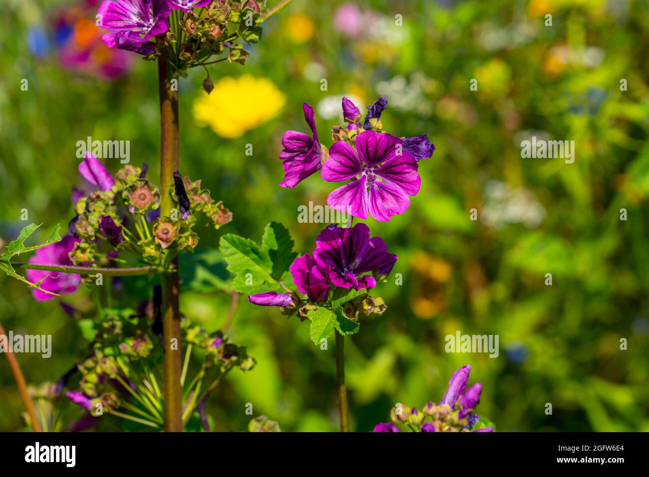Diverse insects hi-res stock photography and images - Alamy