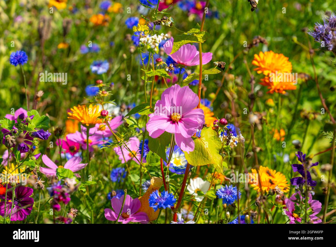 Wildflower meadow, many different flowers and plants, important biotope ...