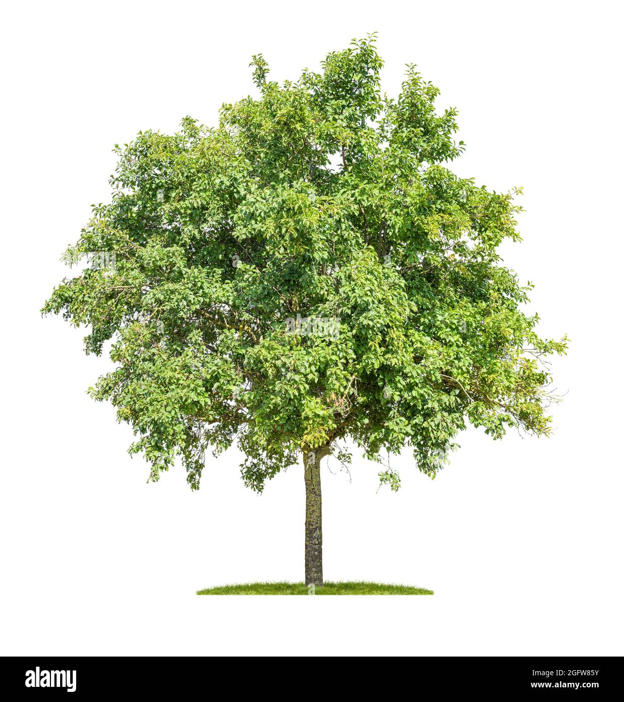 Lbotanical hi-res stock photography and images - Alamy