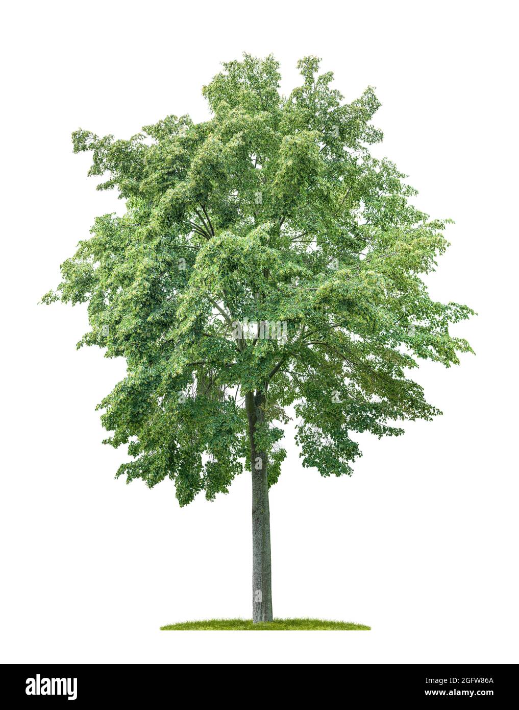 Isolated lime tree on a white background Stock Photo - Alamy