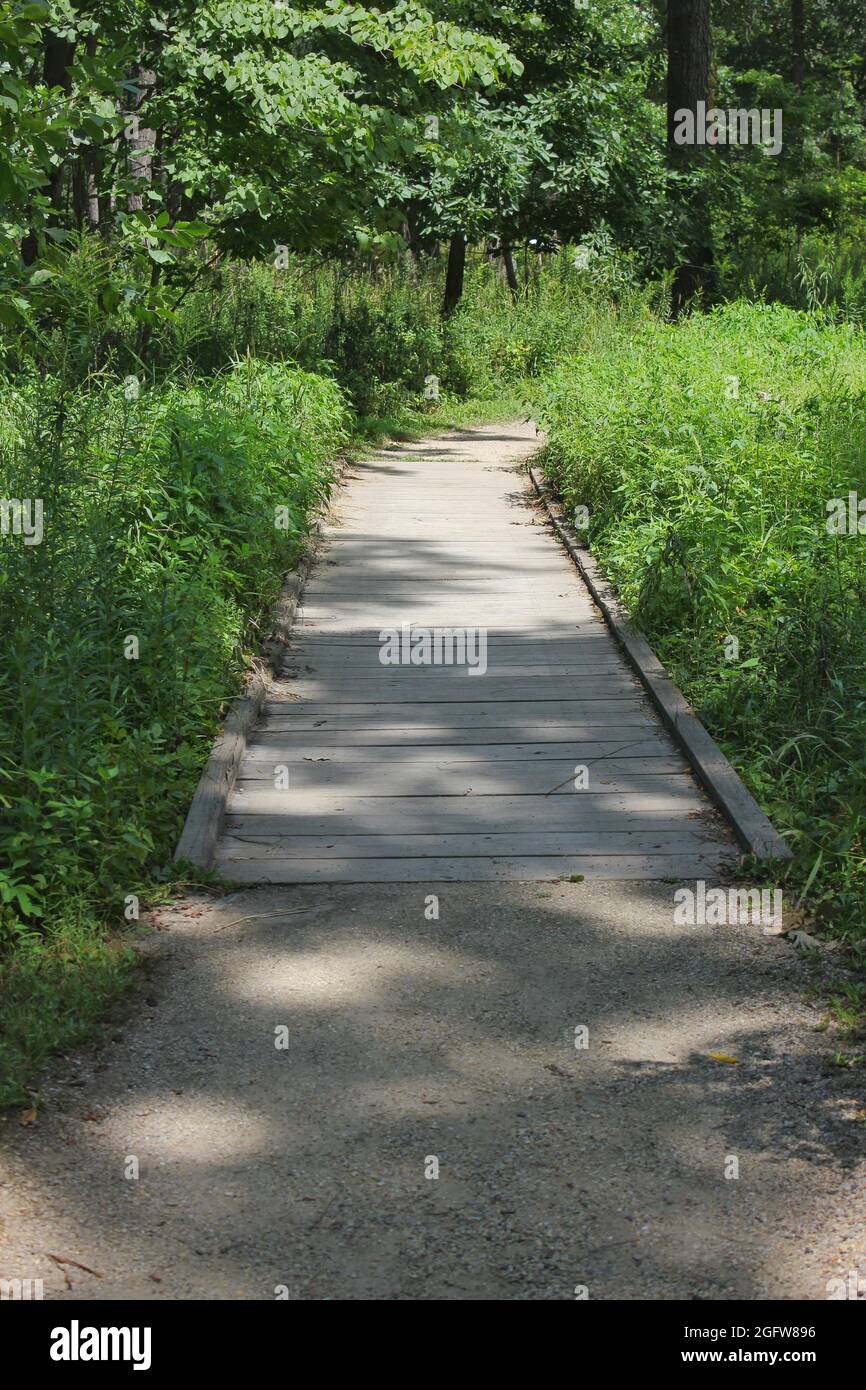 Quiet walking trail winding thru the summer woods while leading on a ...