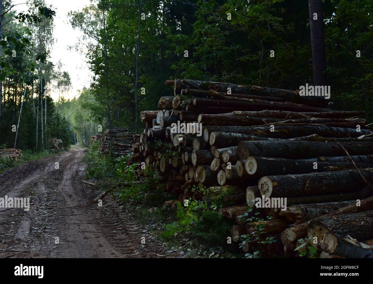 Piled pine tree logs in forest. Stacks of cut wood. Wood logs, timber ...