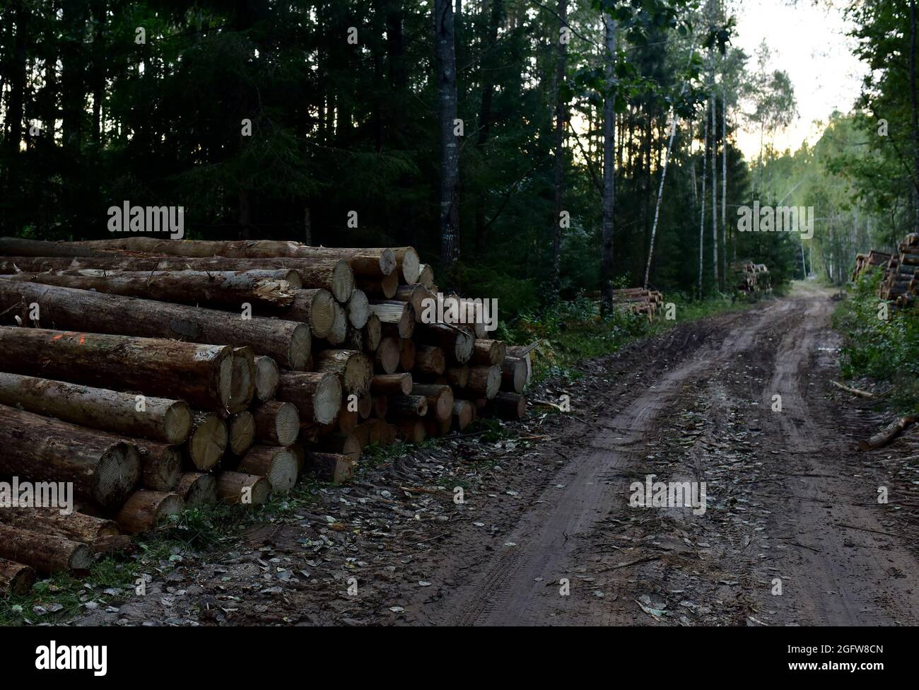 Piled pine tree logs in forest. Stacks of cut wood. Wood logs, timber ...