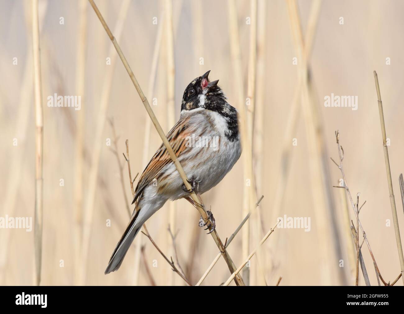 Reed finches hi-res stock photography and images - Alamy