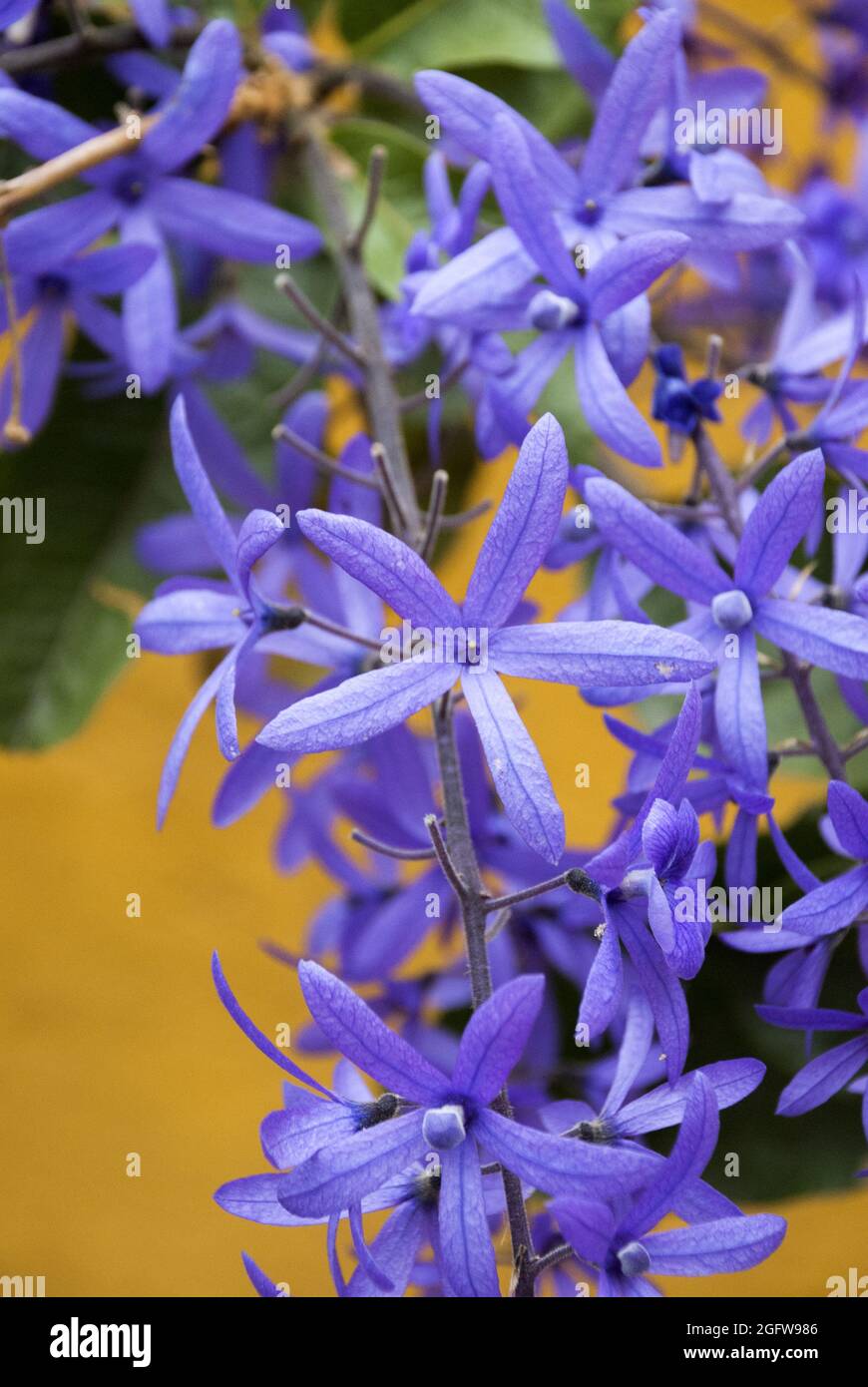 Blue petrea hi-res stock photography and images - Alamy