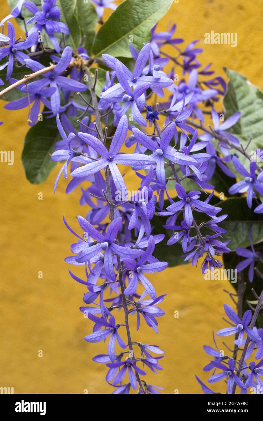 Blue petrea hi-res stock photography and images - Alamy