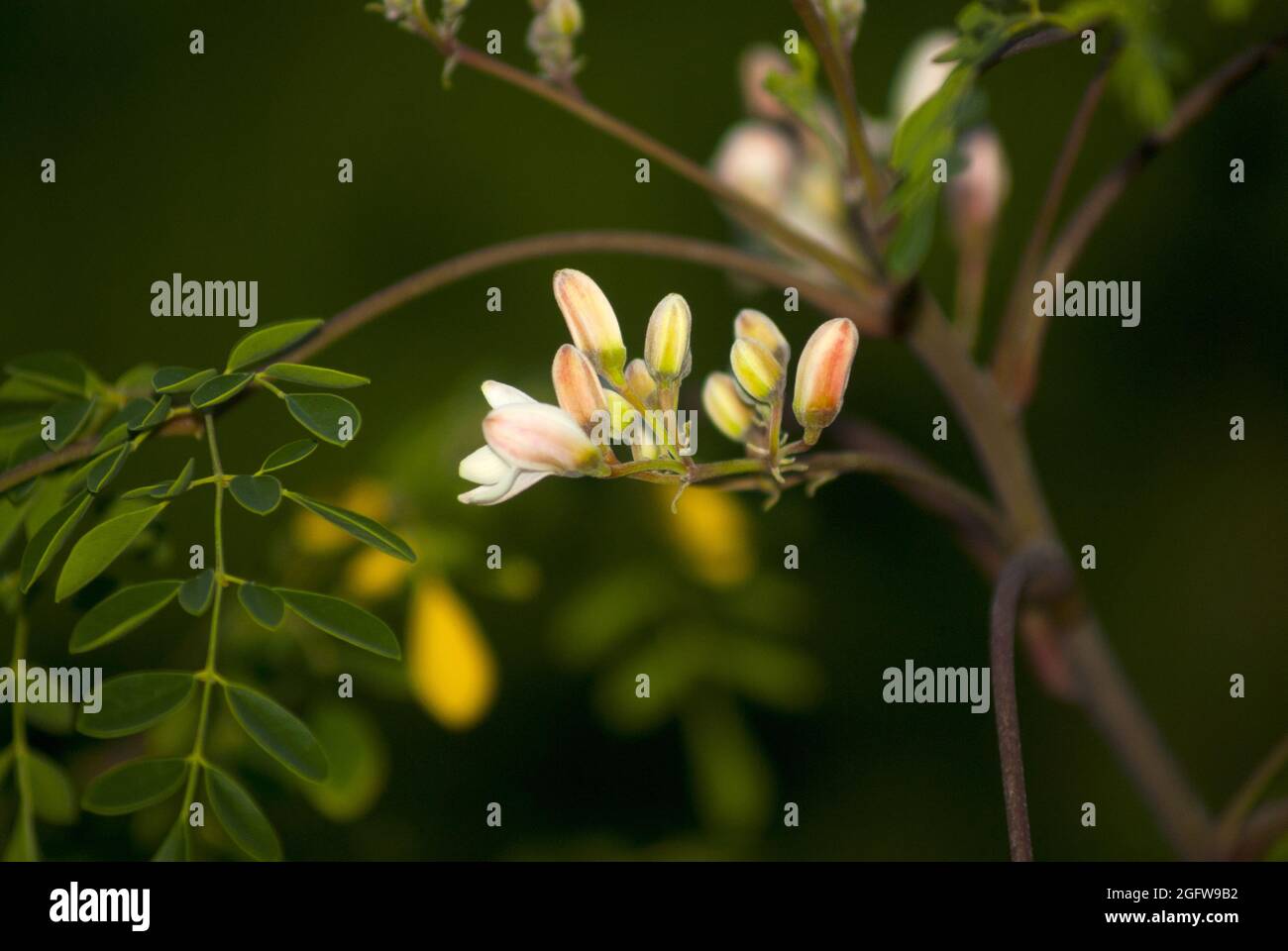 Moringa oleifera blossom hi-res stock photography and images - Alamy