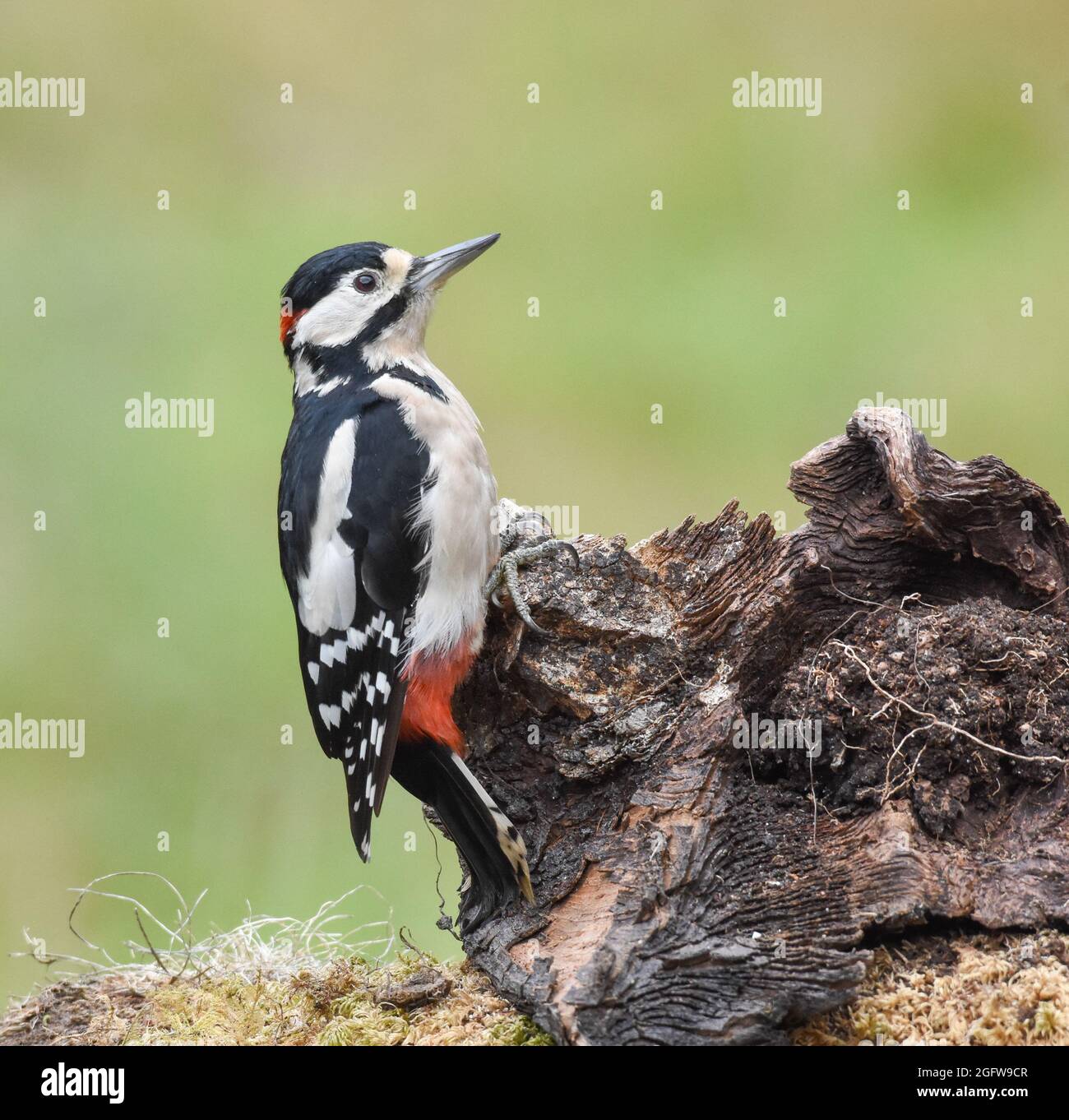 Great spotted woodpeckers scotland hi-res stock photography and images ...