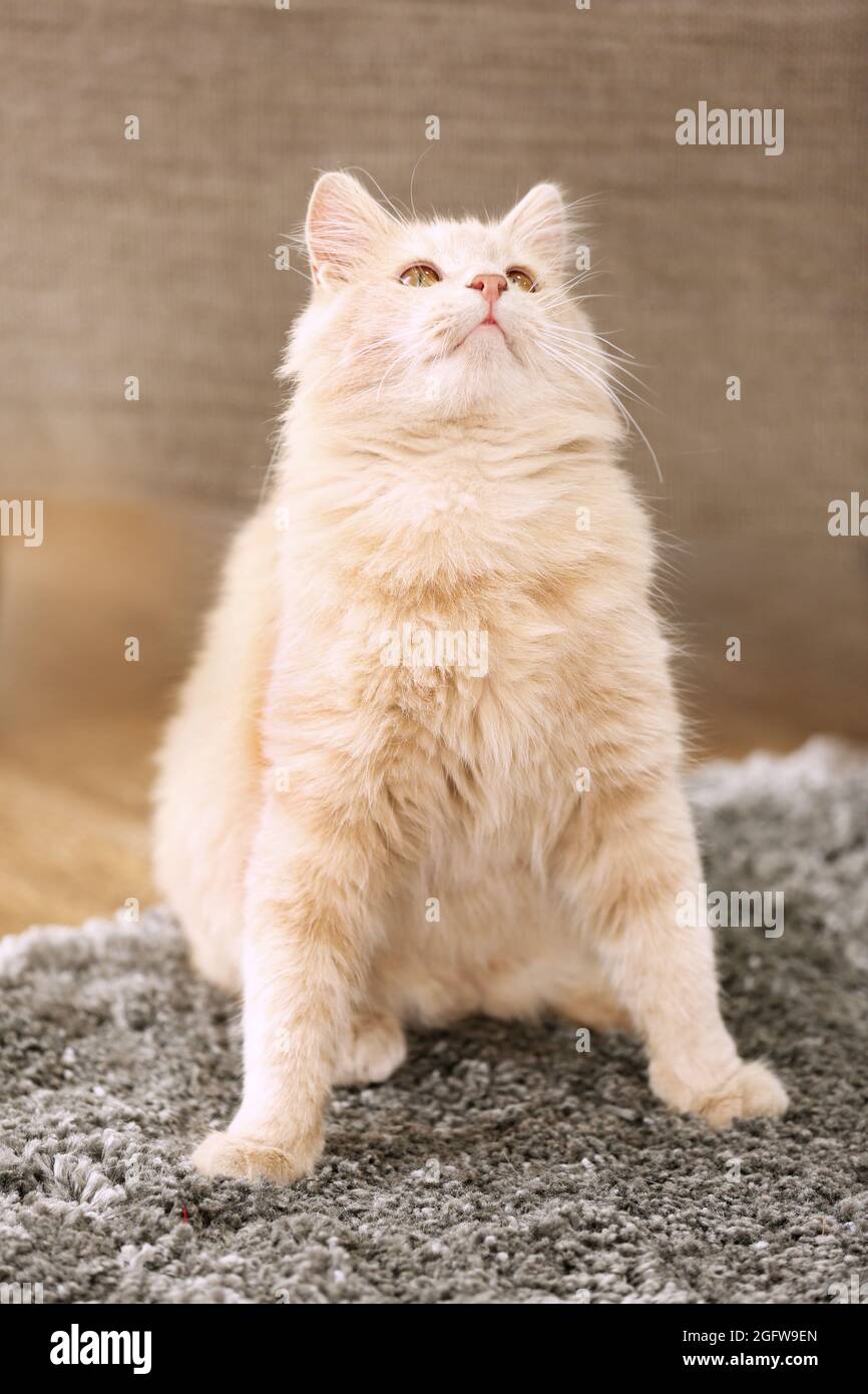Cute playful cat sitting on carpet at home Stock Photo - Alamy
