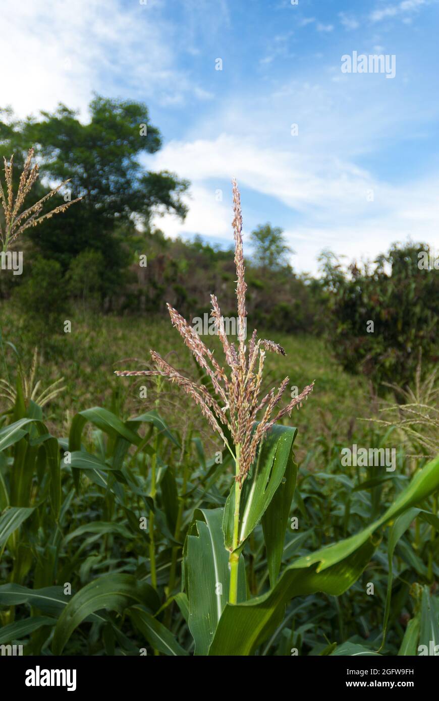 Flower plant organic corn in Guatemala Stock Photo - Alamy