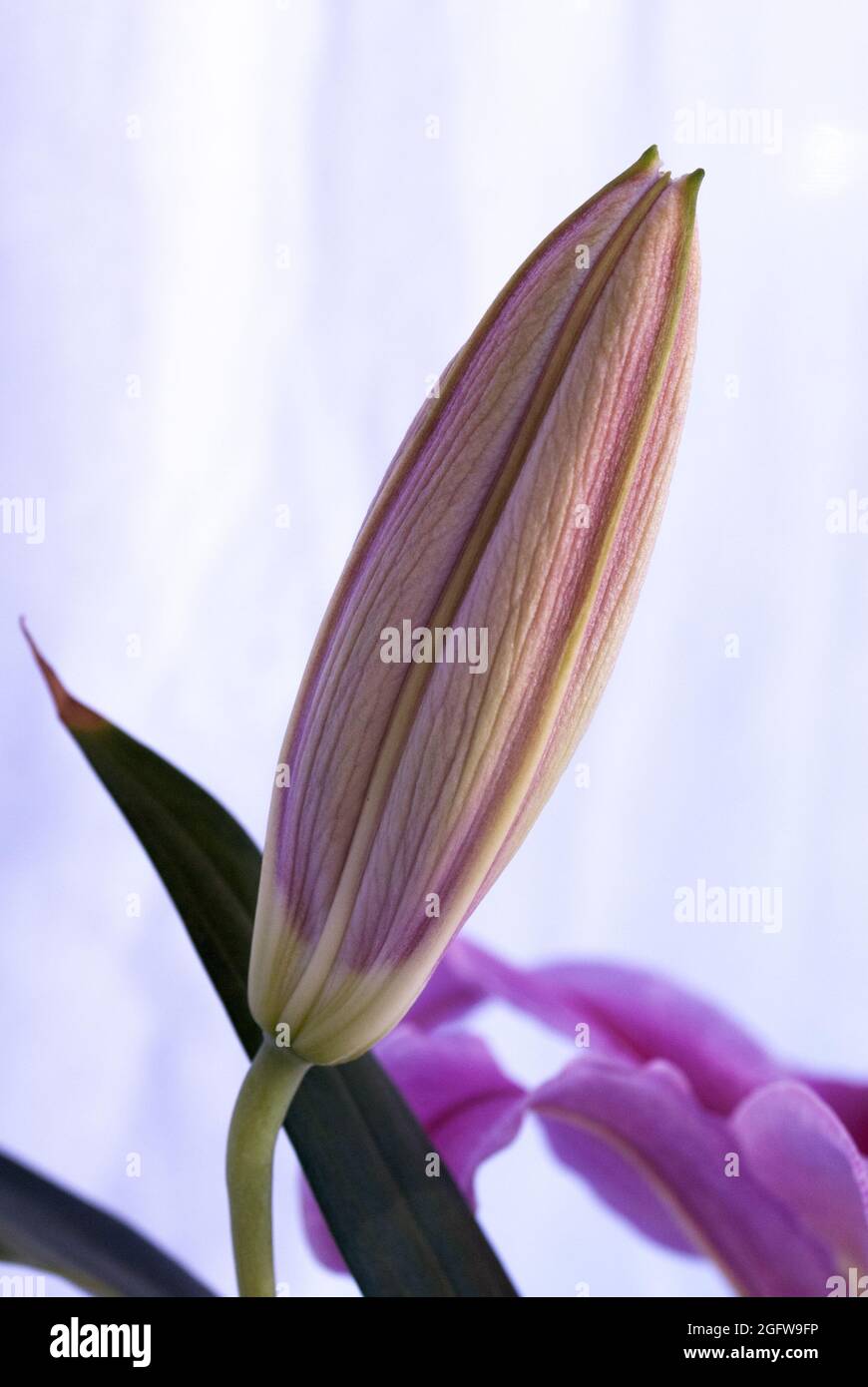 Pink lilies on abstract background in Guatemala Stock Photo - Alamy