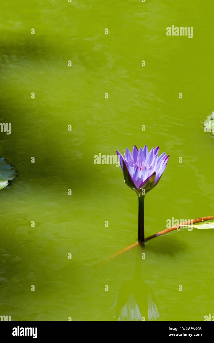 Eichhornia crassipes aquatic flower in Guatemala Stock Photo - Alamy