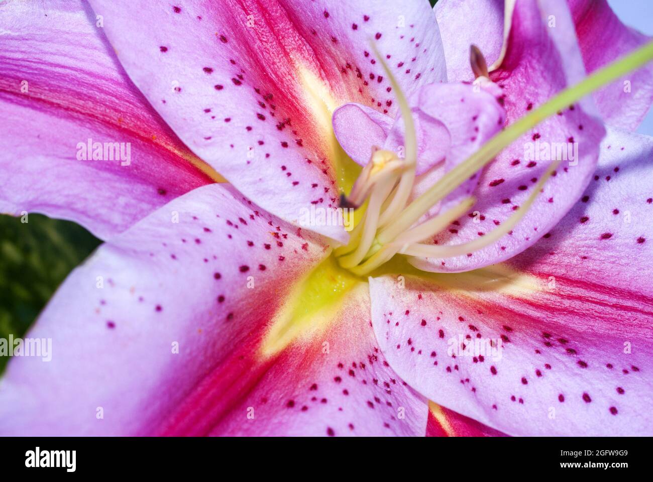 Pink lilies on abstract background in Guatemala Stock Photo - Alamy
