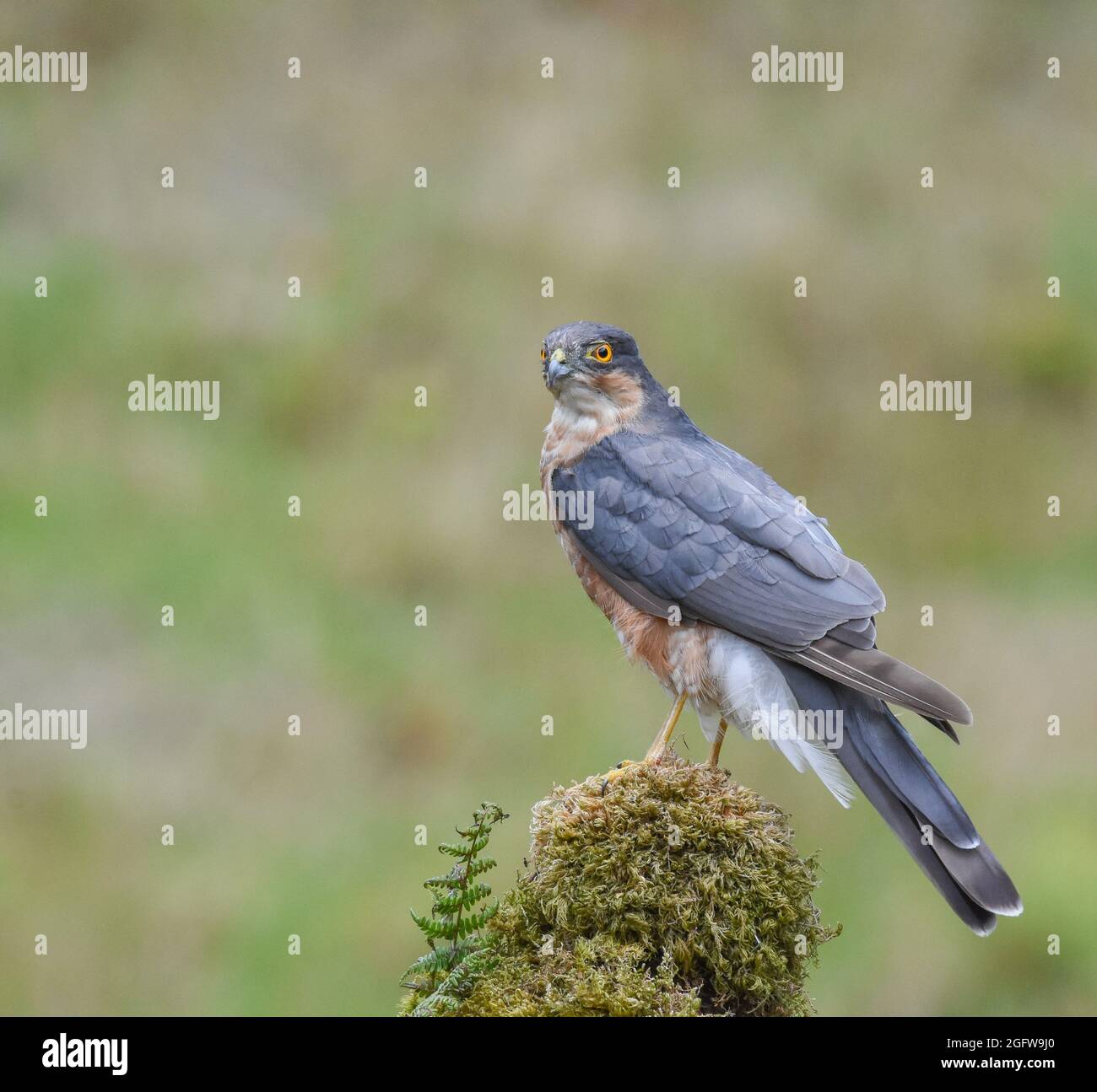 Male Sparrowhawk. Accipiter nisus. Kirkcudbright, Scotland Stock Photo ...