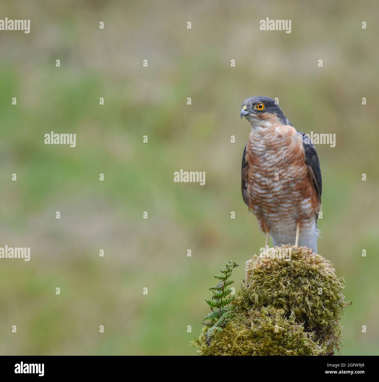 Male Sparrowhawk. Accipiter nisus. Kirkcudbright, Scotland Stock Photo ...