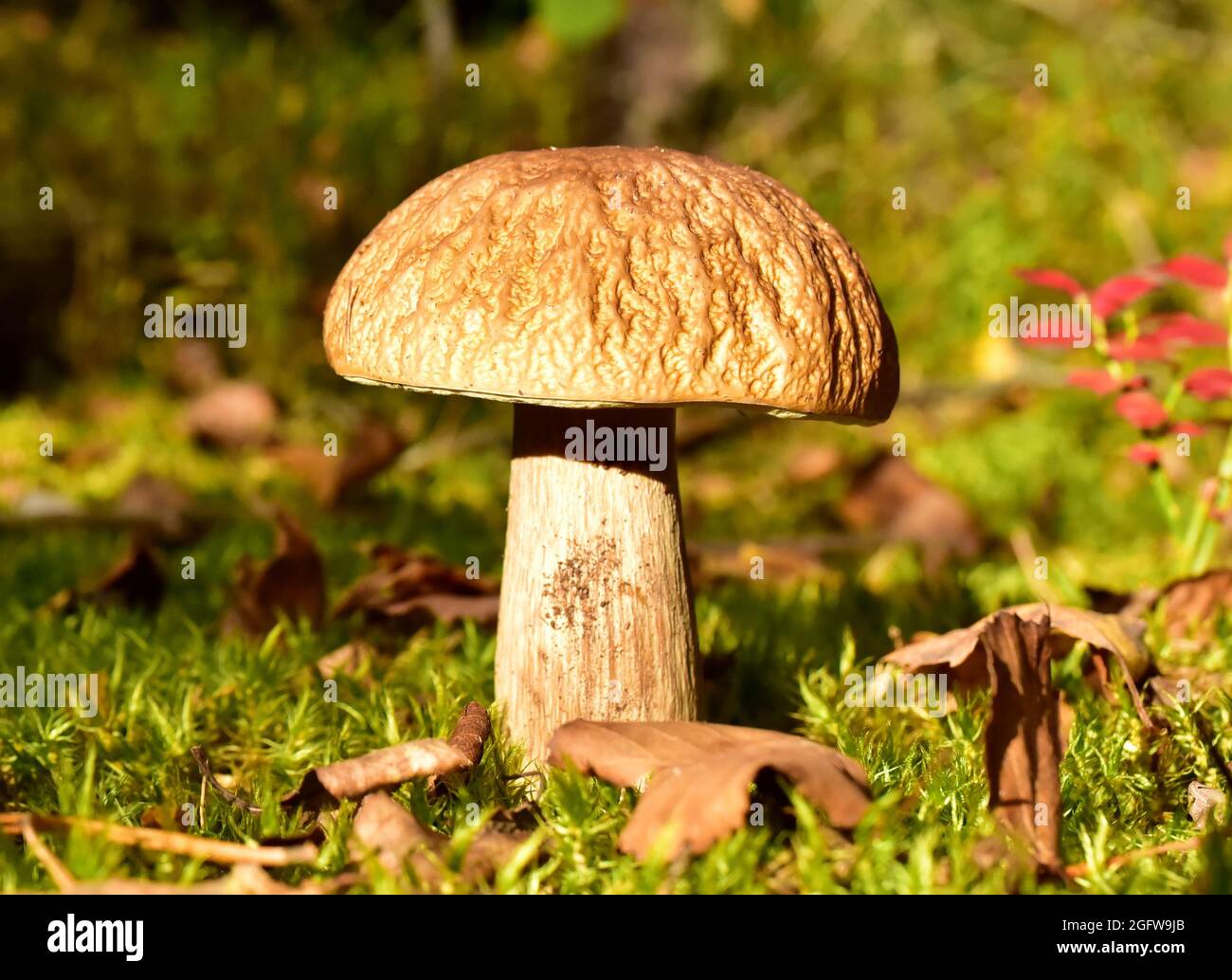 Porcini Cep in forest during mushrooming harvesting season. White ...