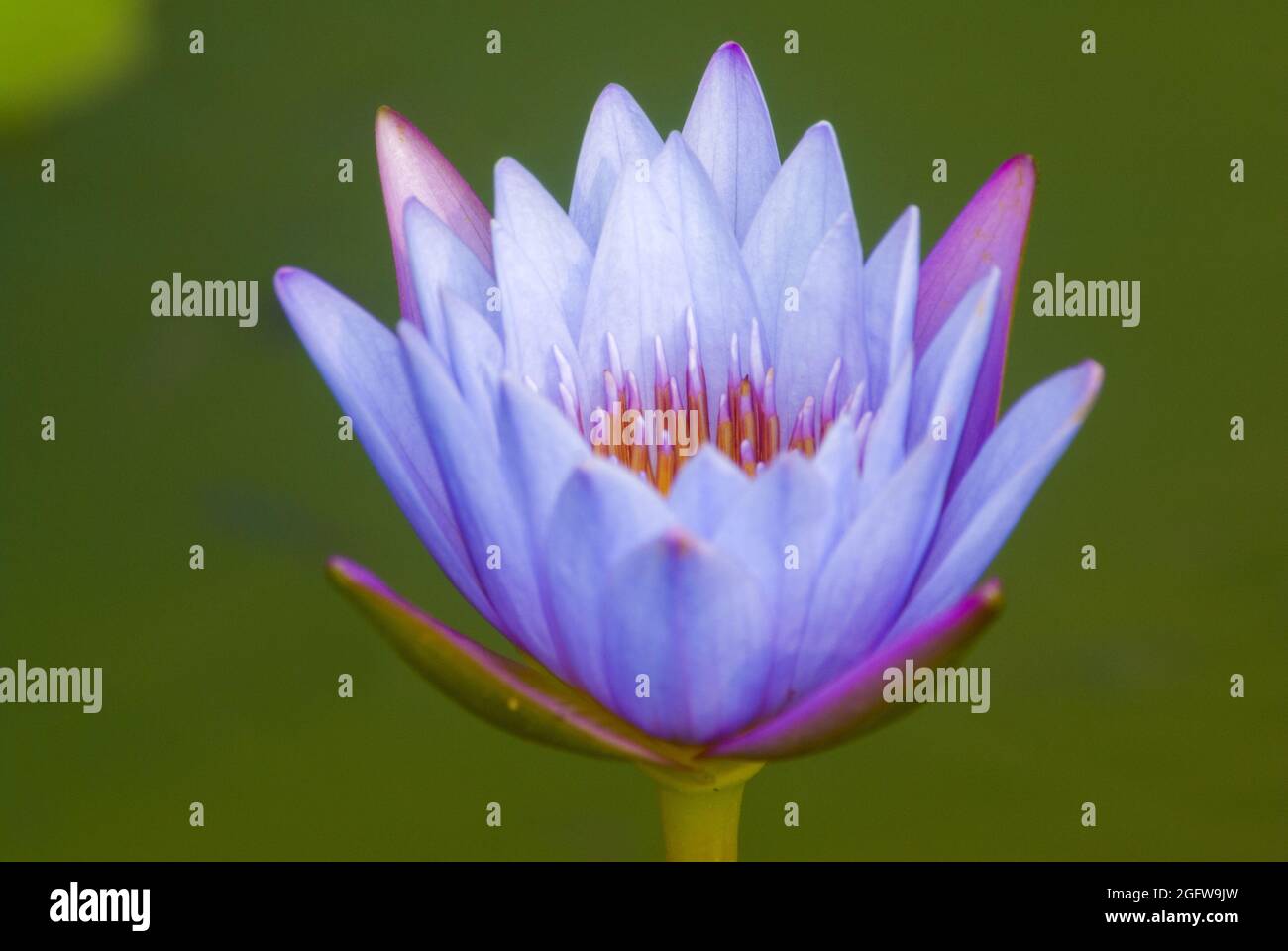 Eichhornia crassipes aquatic flower in Guatemala Stock Photo - Alamy