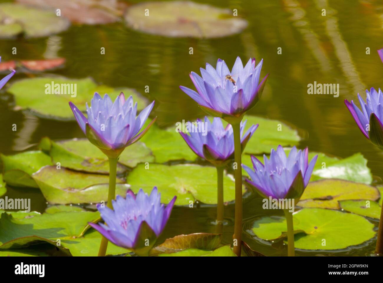 Eichhornia crassipes aquatic flower in Guatemala Stock Photo - Alamy