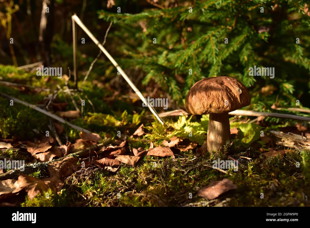 White Mushroom King Boletus Pinophilus in forest. Fungal Mycelium in ...