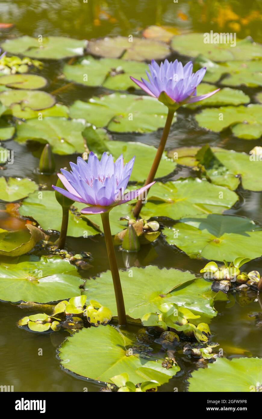 Eichhornia crassipes aquatic flower in Guatemala Stock Photo - Alamy