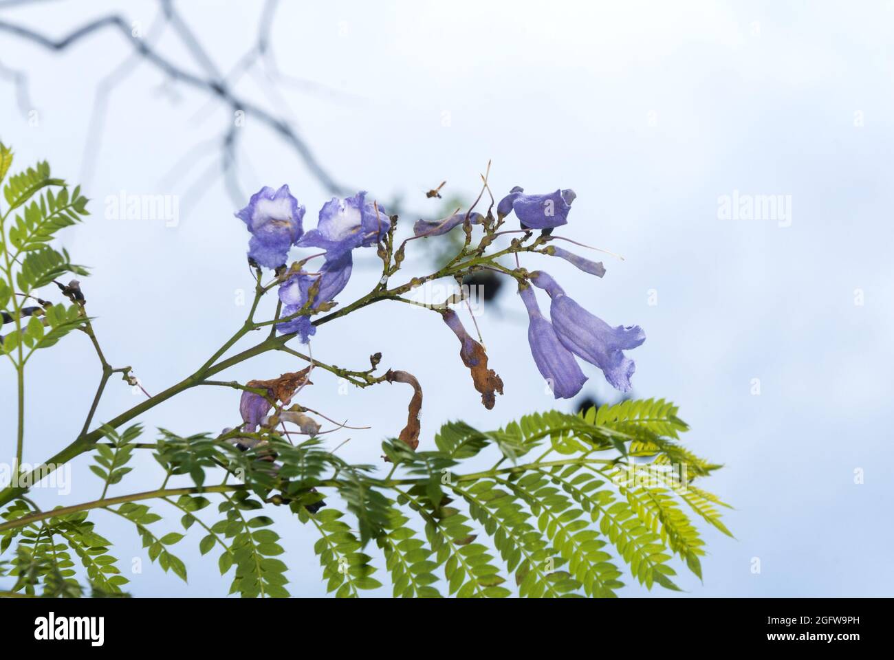 Flower Jacaranda in Guatemala, Jacaranda mimosifolia Stock Photo - Alamy